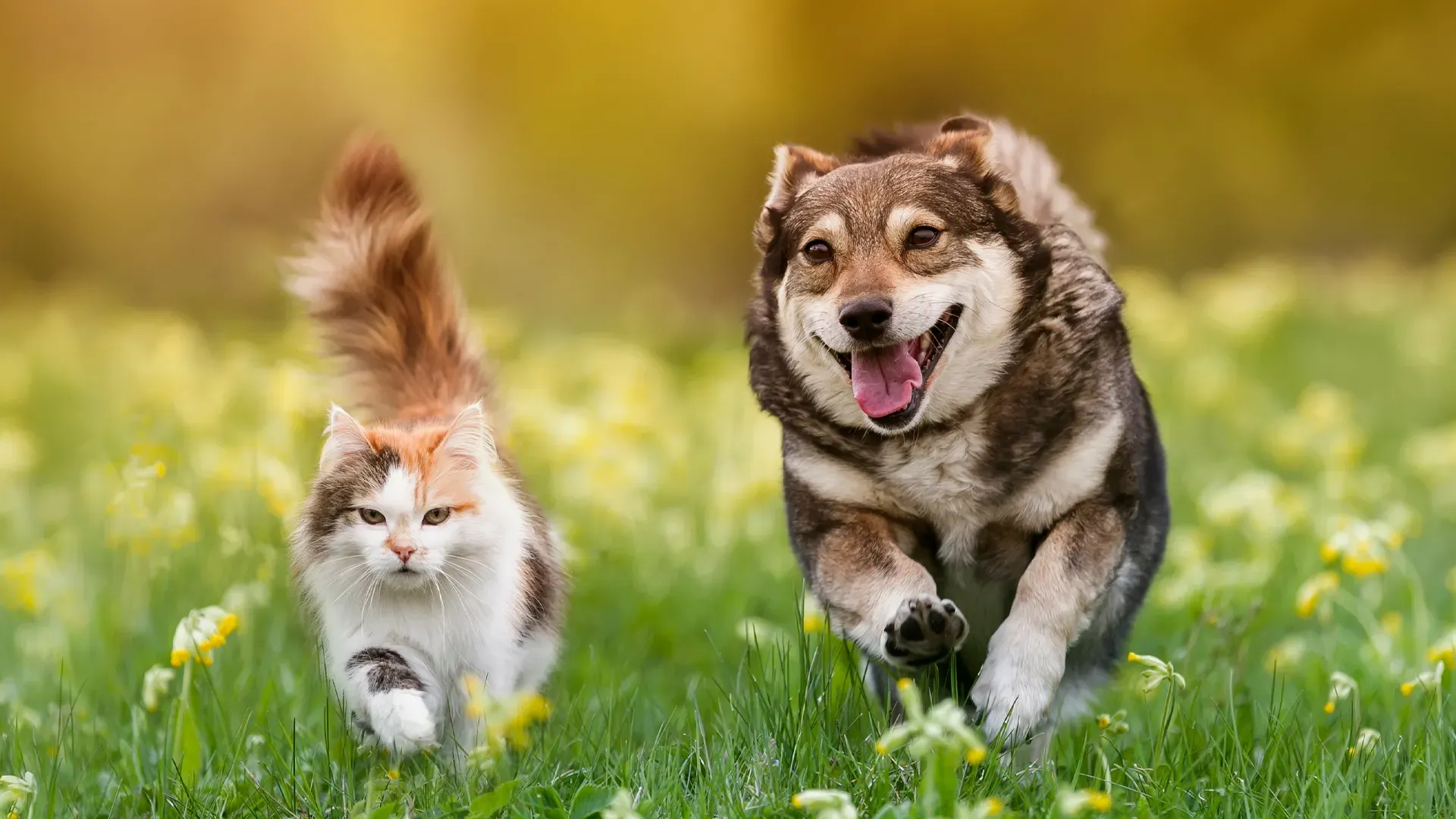 Eggshell Membrane: The Cat’s Meow (and Dog’s Bark) for Pet Health | Stratum Nutrition